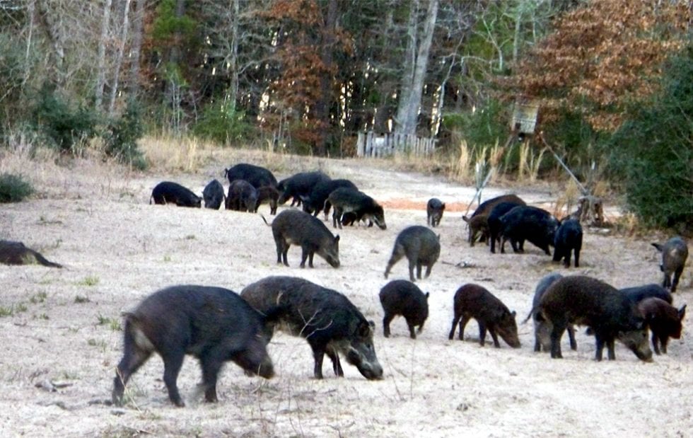 Find Out About the history of Feral Hogs in the US - Helicopter Pig Hunting